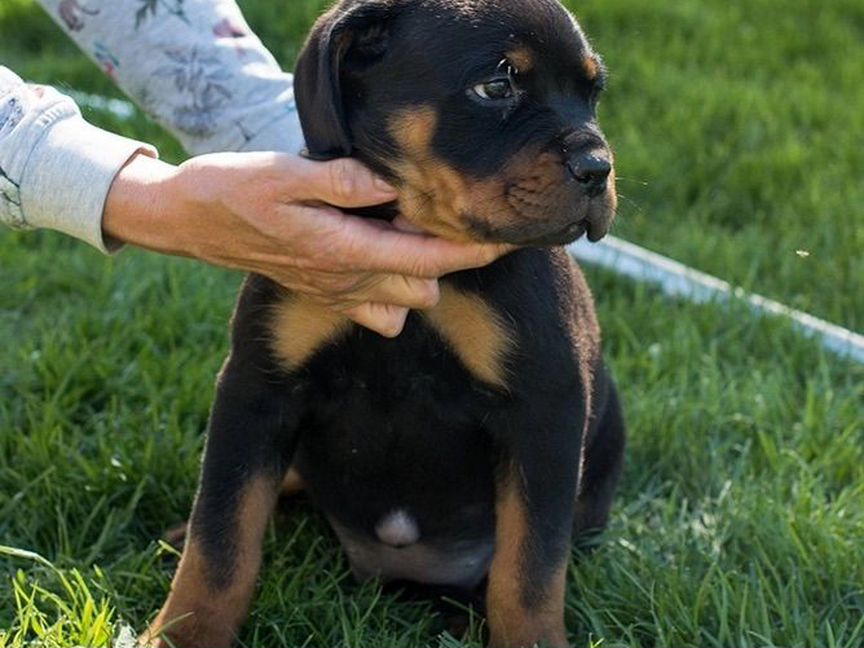 Щенки ротвейлера