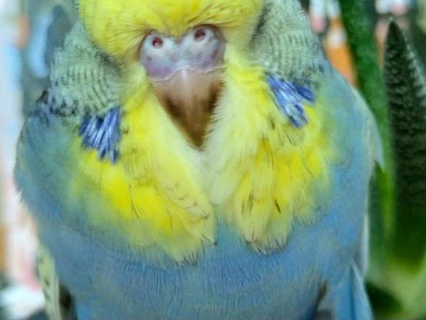 Выставочный волнистый попугай Чех