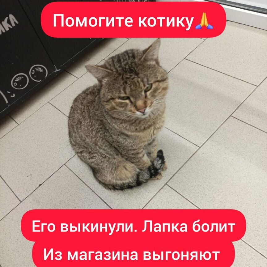 Срочный пристрой котика