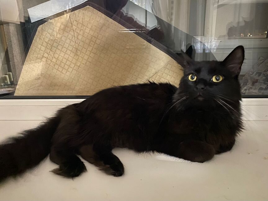 Кот красавчик