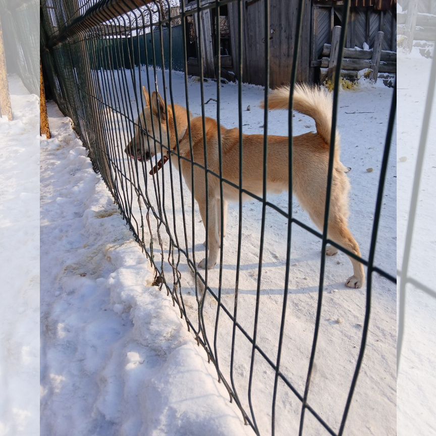 Взрослый пёс в добрые руки