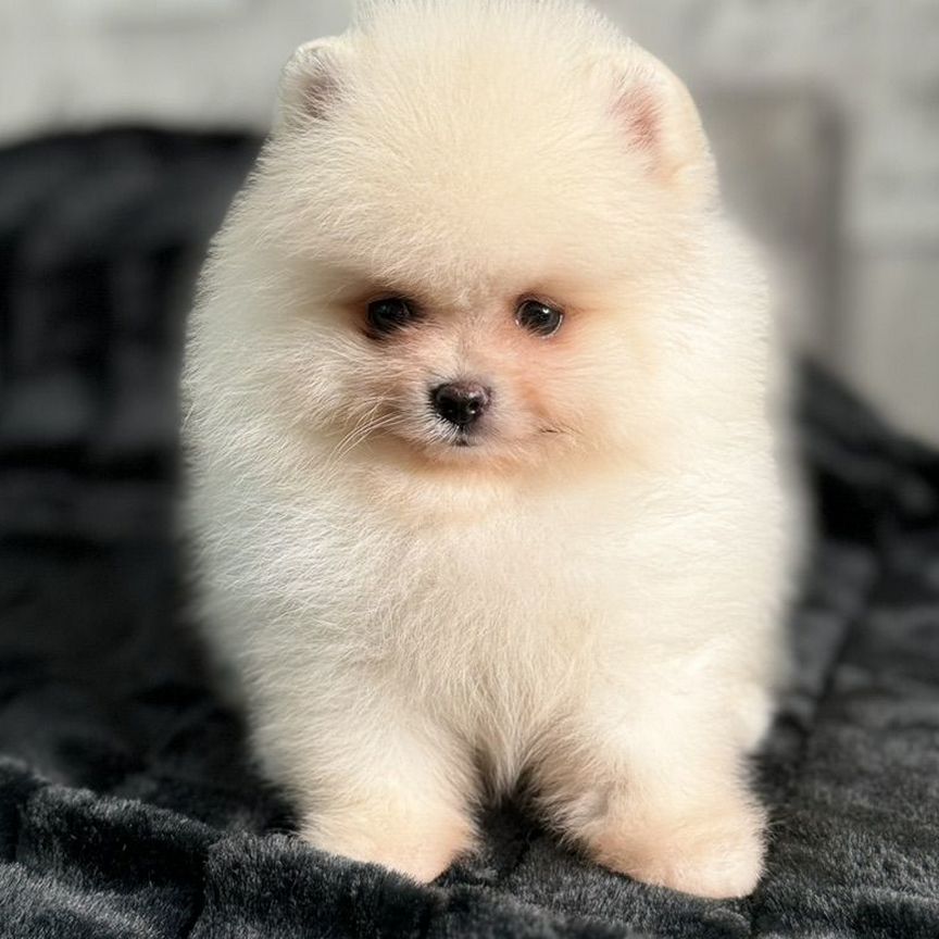 Померанский шпиц мини мальчик