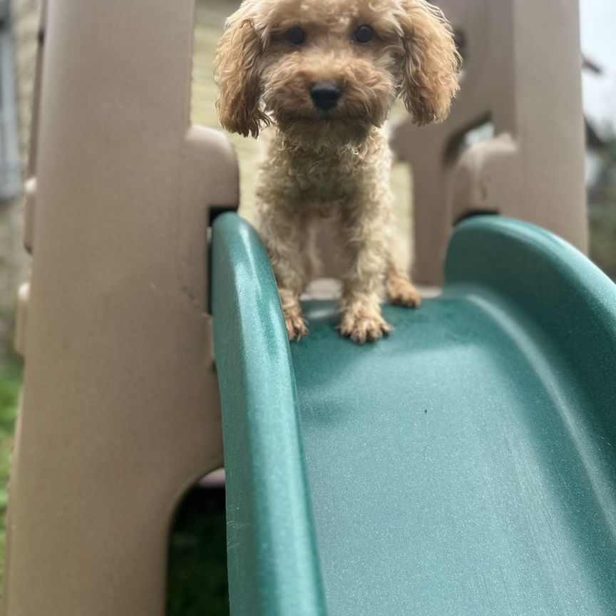 Кавапу мальчик