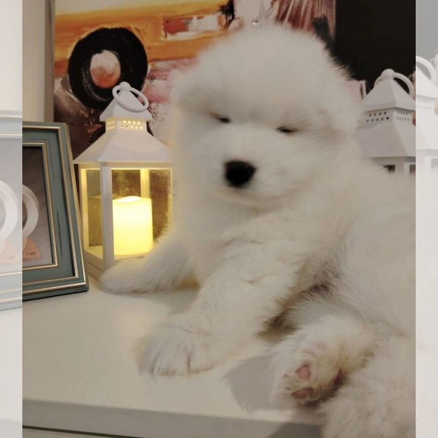 Самоедская собака, щенок