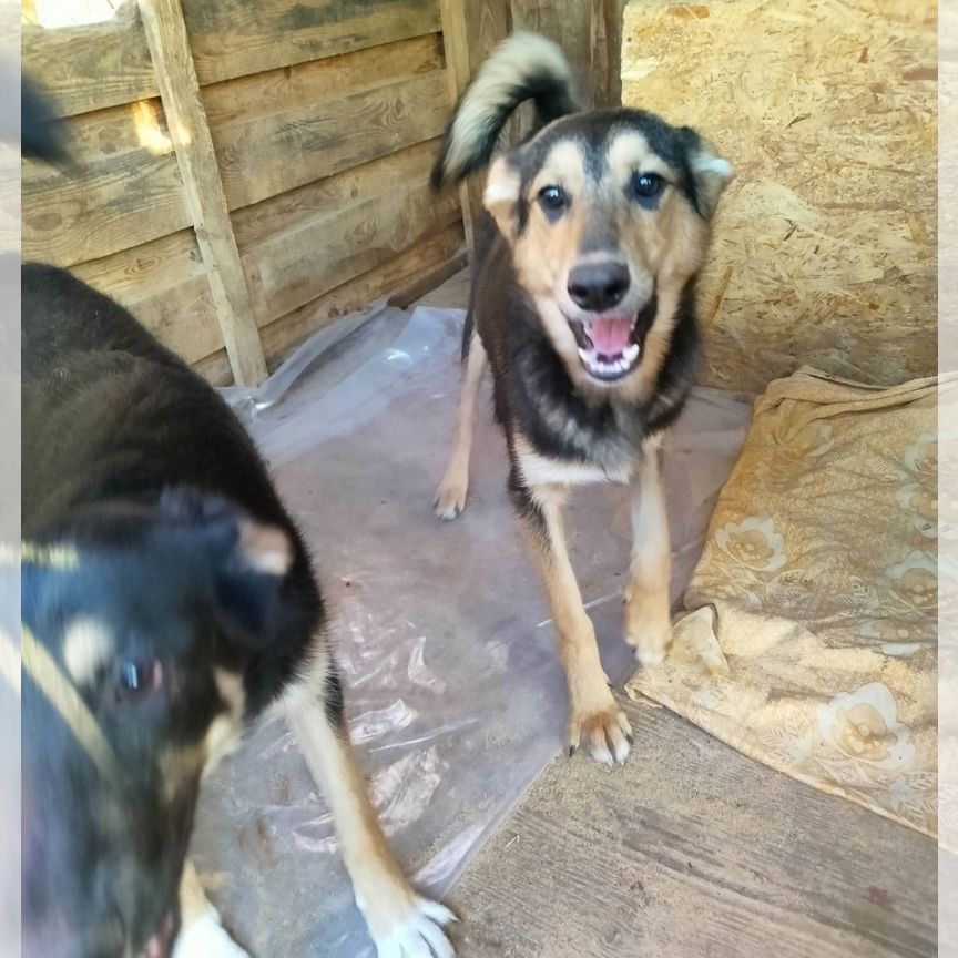 Взрослый пёс в добрые руки