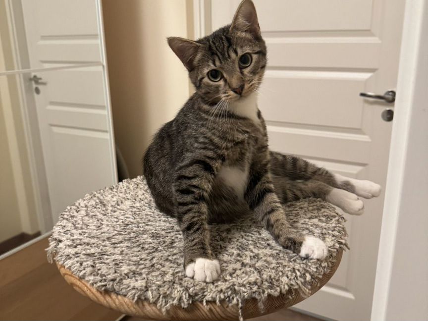 Буся в поисках дома