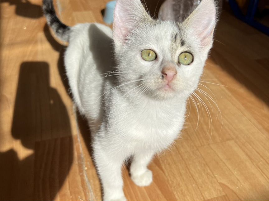 Котенок белый с пятнами