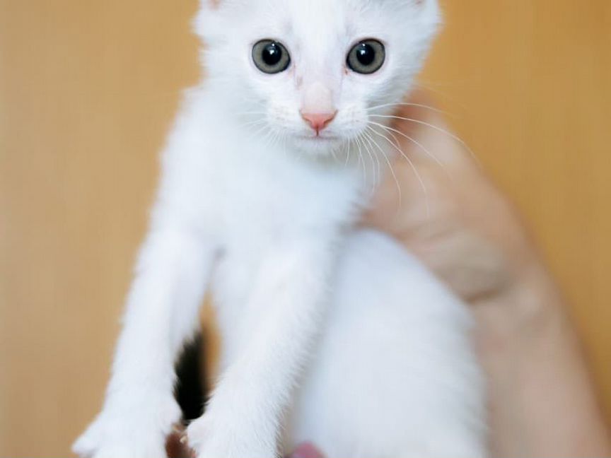 Котенок в семью в добрые руки