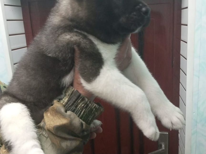 Щенки американской акиты