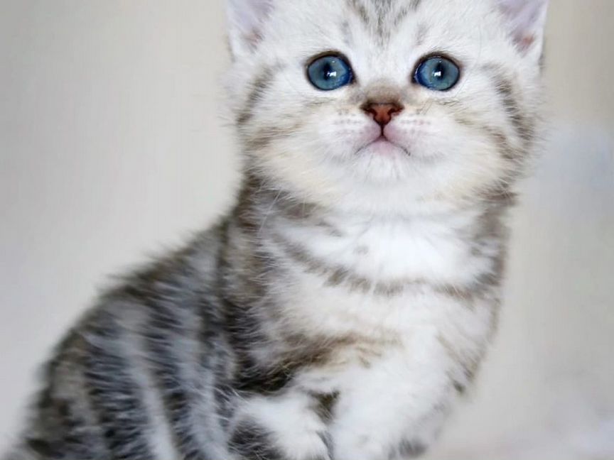 Мраморные котята