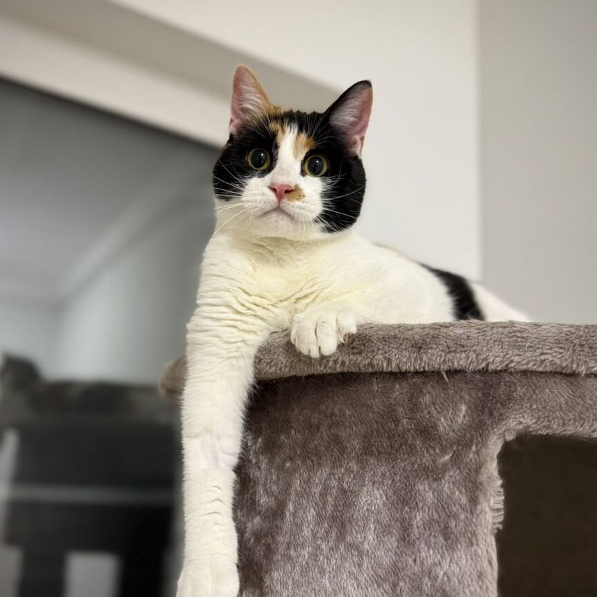 Кошечка ищет дом