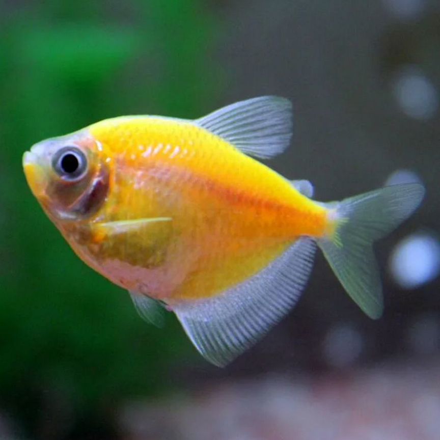 Тернеция гло желтая - Gymnocorymbus GloFish