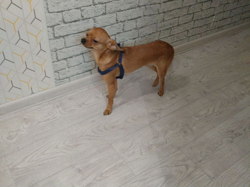 Приглашаем на вязку девочек