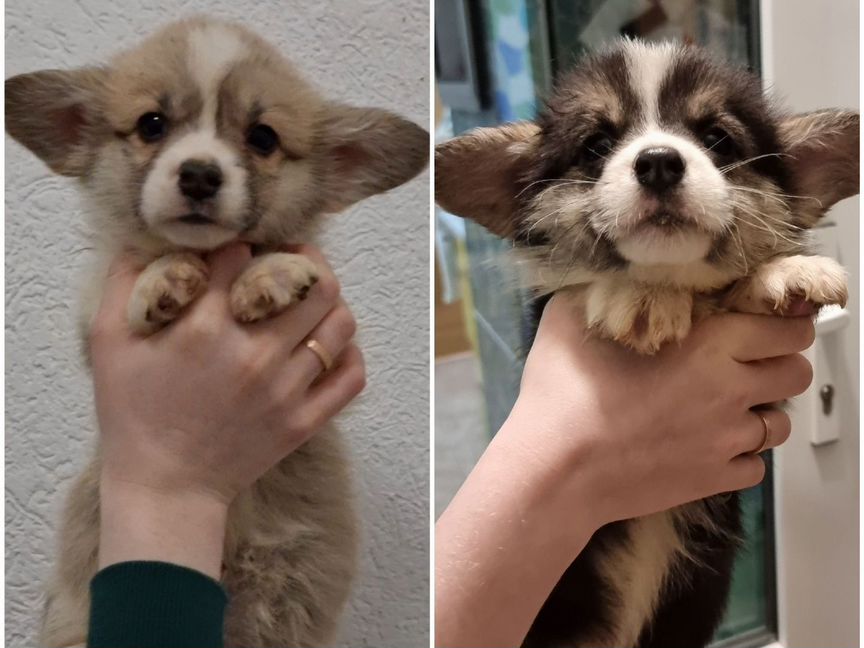 Вельш корги пемброк, щенки