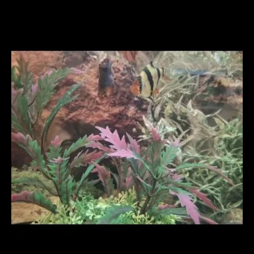 Жёлтый Барбус ищет себе дом и любящих хозяев