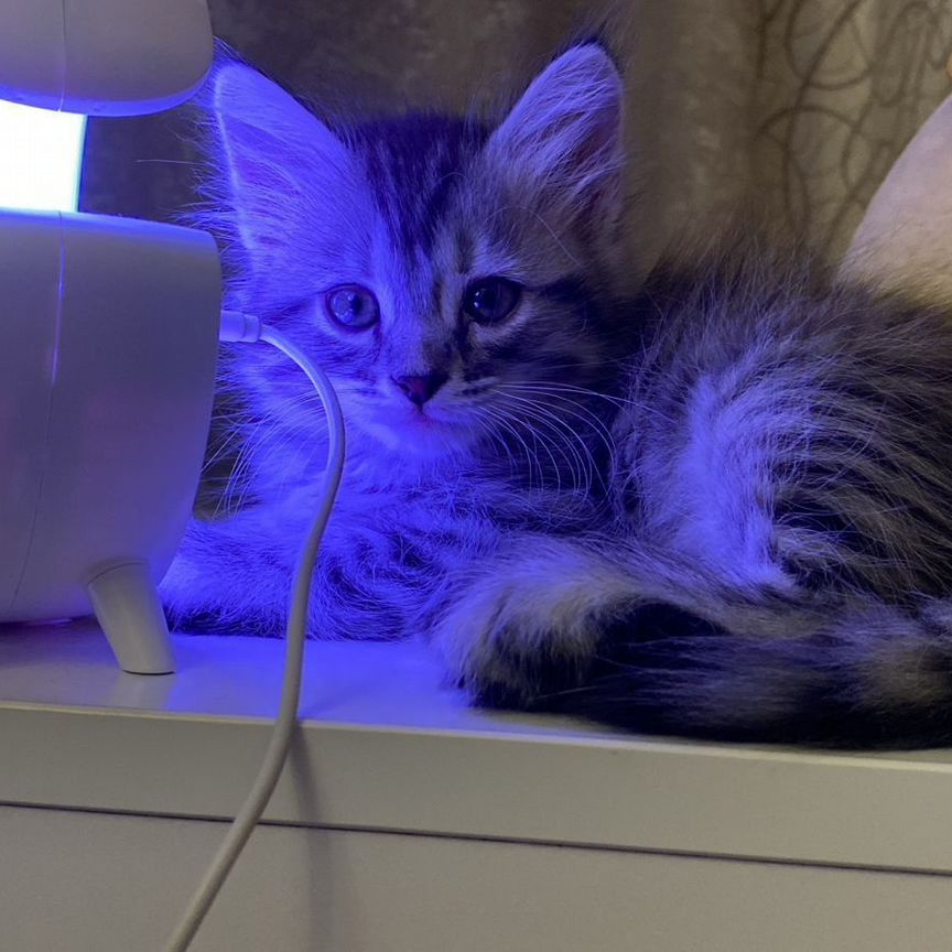 Отдам кота в добрые руки