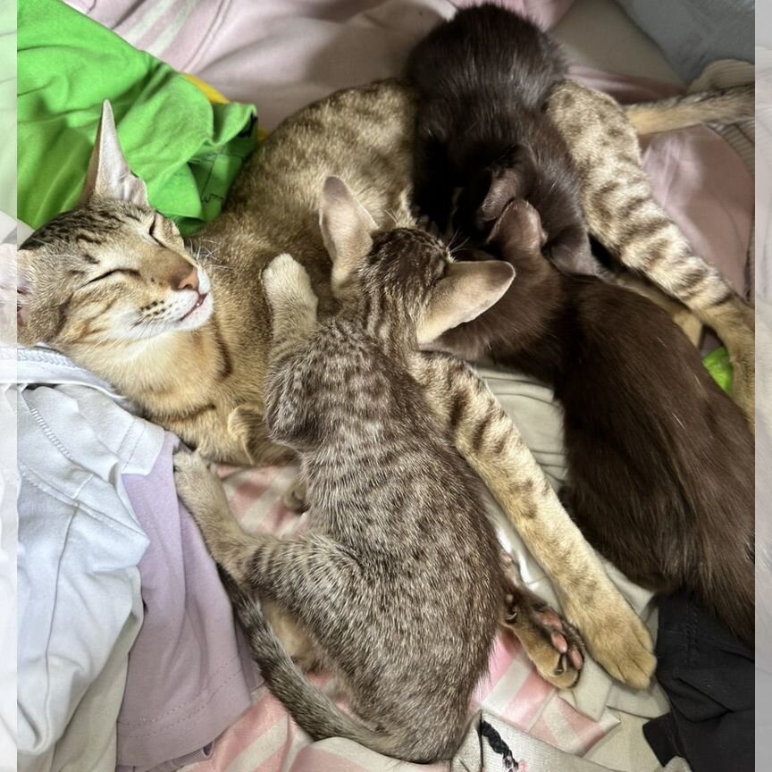 Ориентальный котёнок