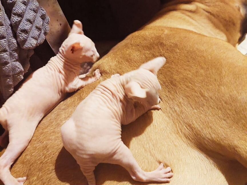 Канадский сфинкс эльф котенок