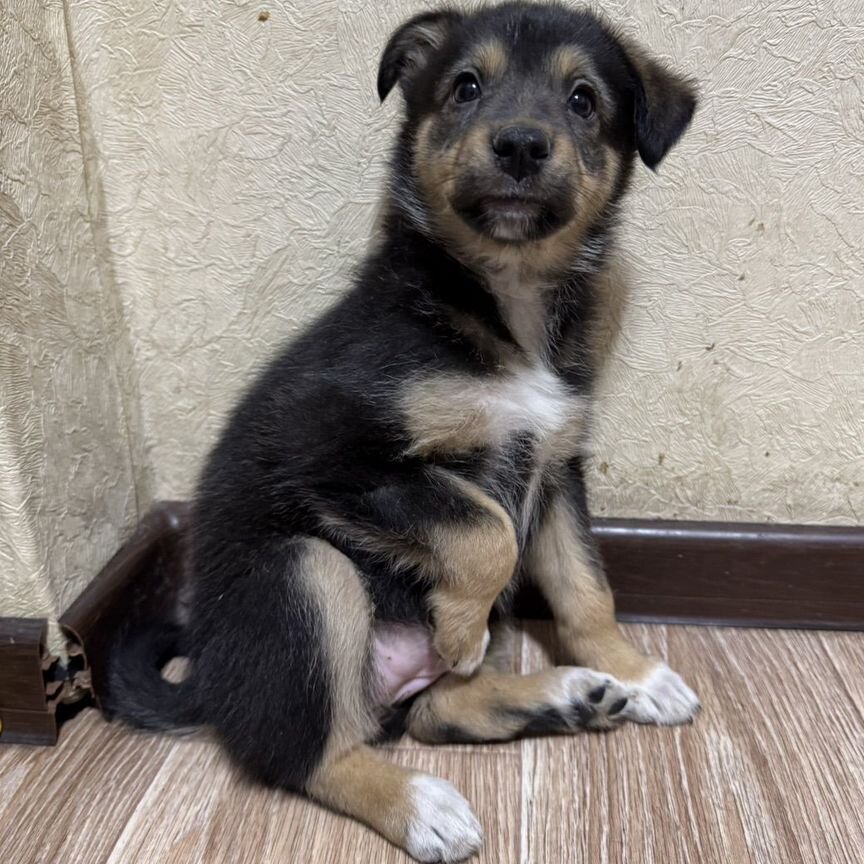 Щенок в добрые руки