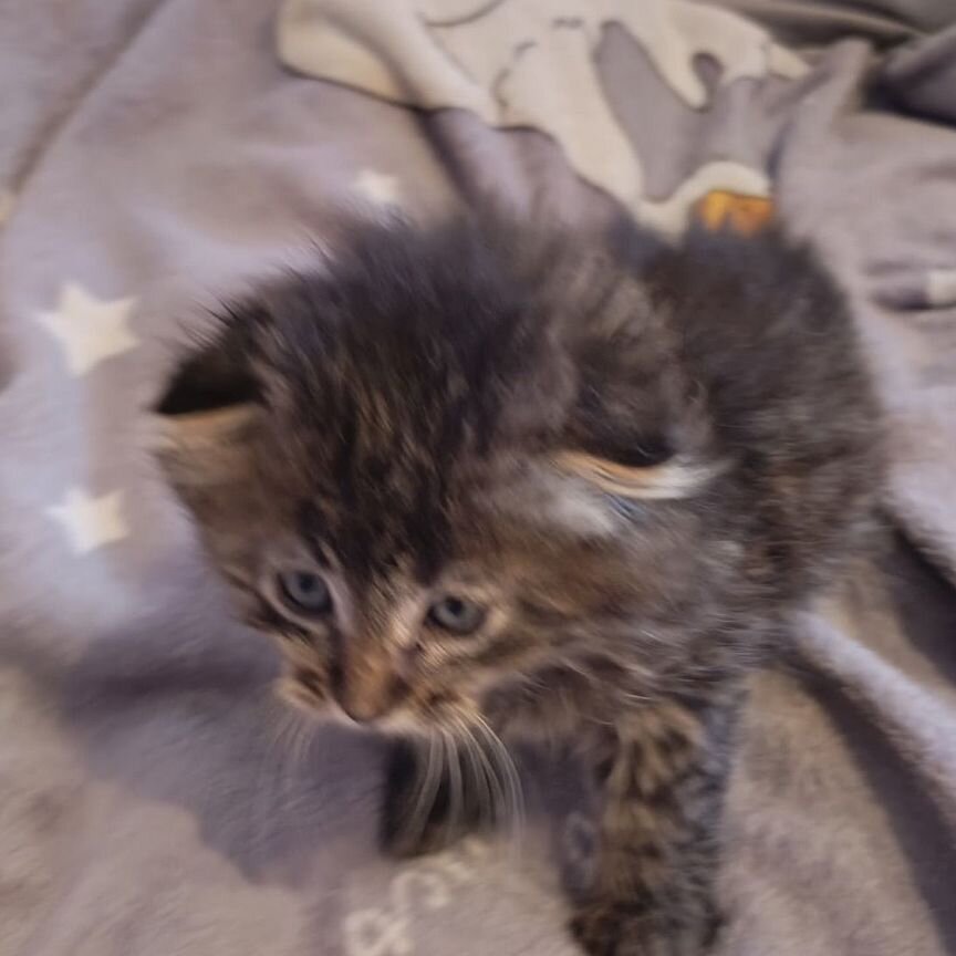 Котёнок в добрые руки