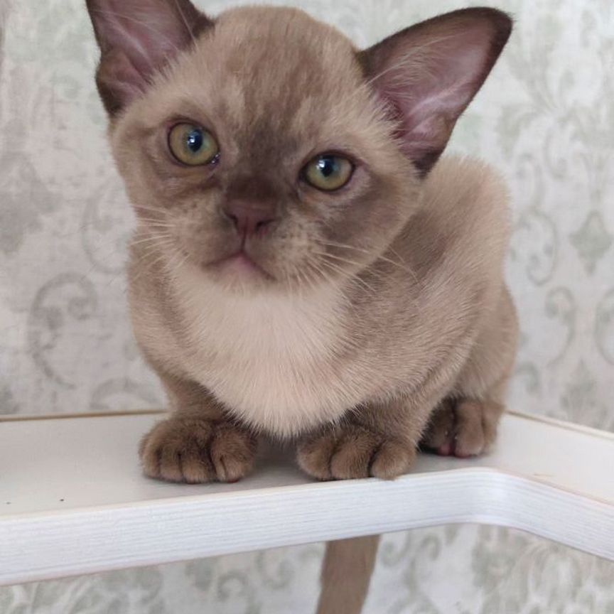 Котята европейской бурмы