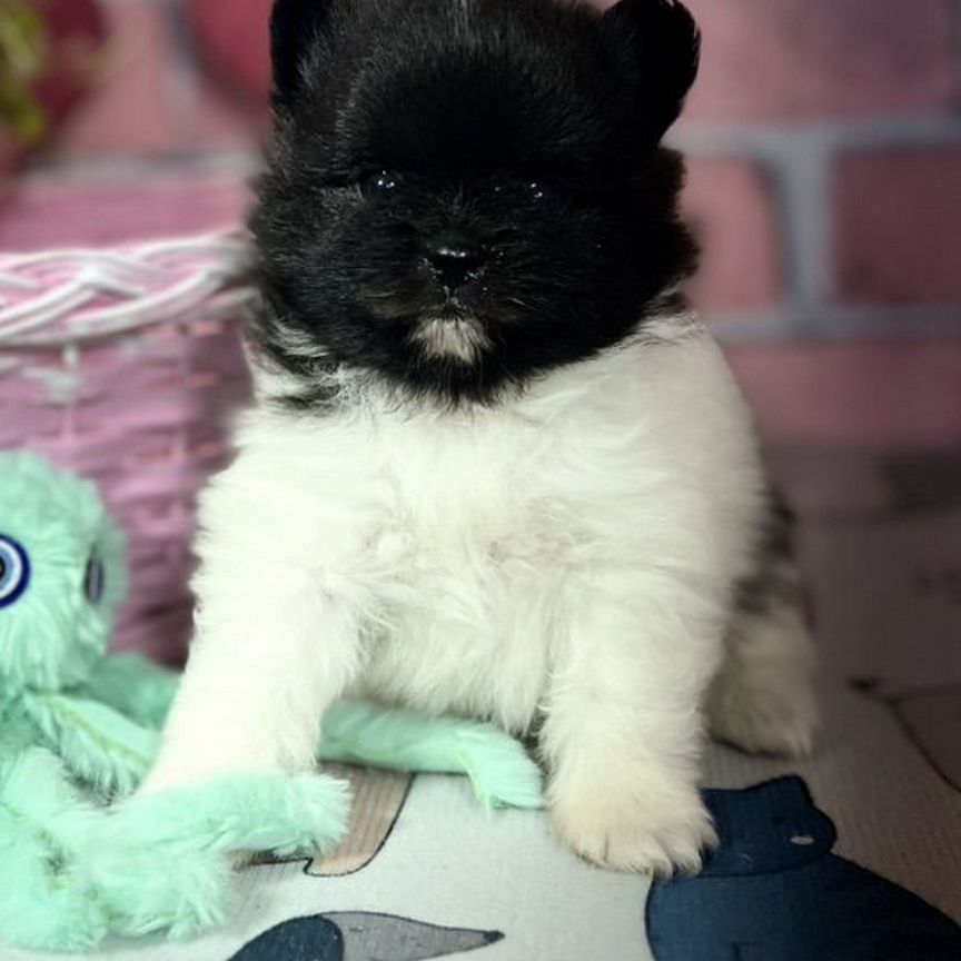 Померанский шпиц, щенок