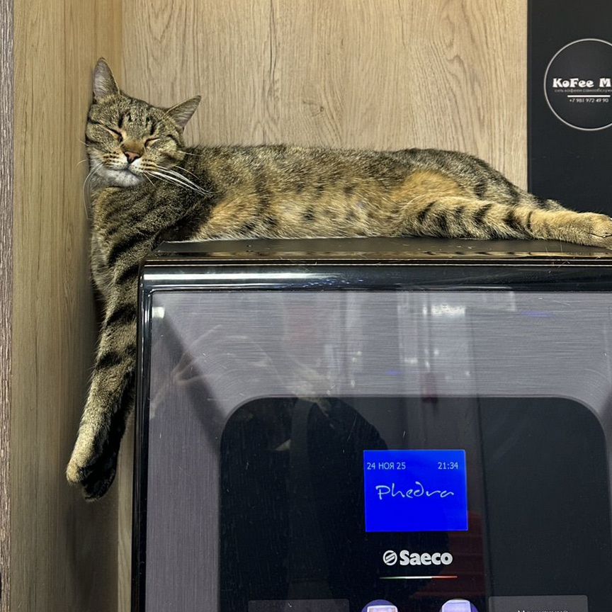 Взрослый кот в добрые руки