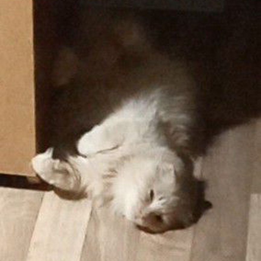 Кот в добрые руки