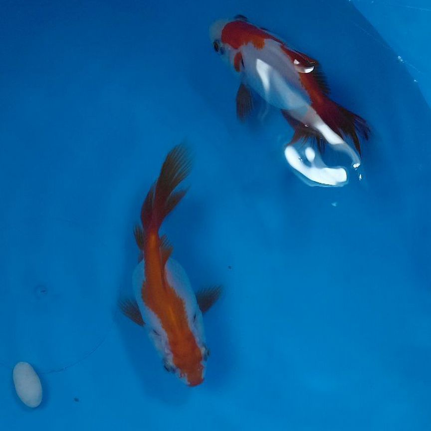 Аквариумные рыбки