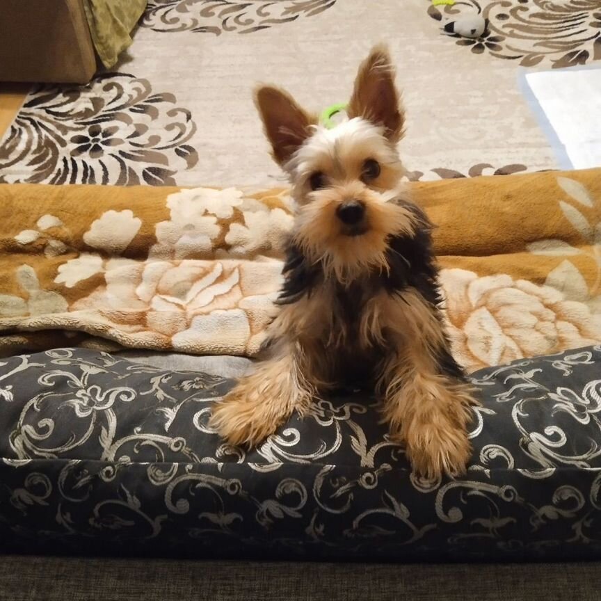 Йоркширский терьер