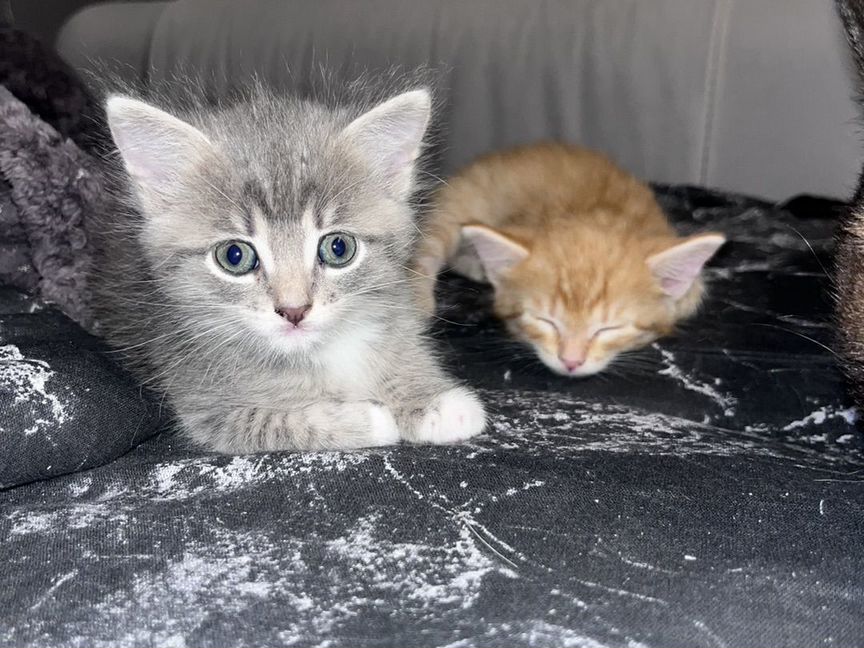 Котята в добрые руки мальчики рыжий серый