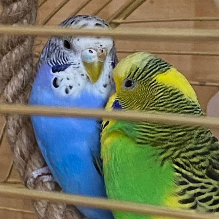 Волнистый попугай