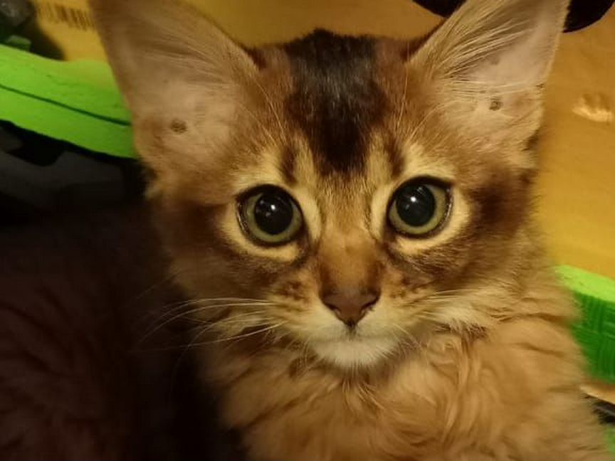 Кошка Сомали