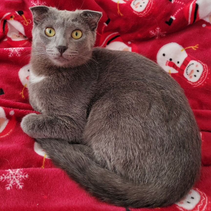 Вислоухая кошечка