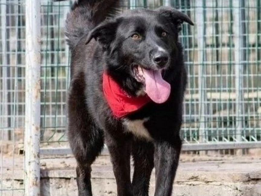 Сэм в добрые руки