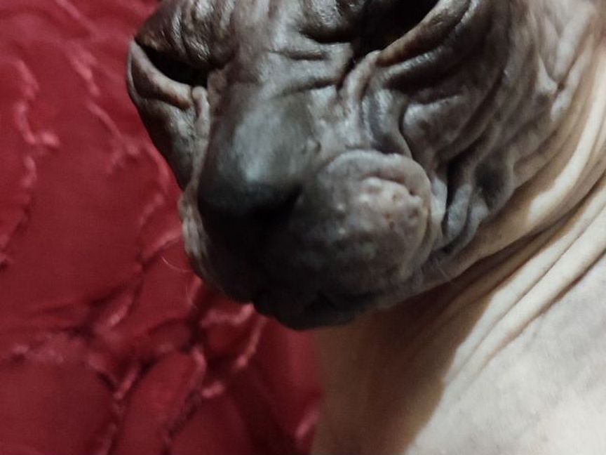 Кошка сфинкс