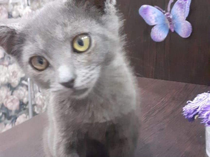 Котёнок Смокки в добрые руки