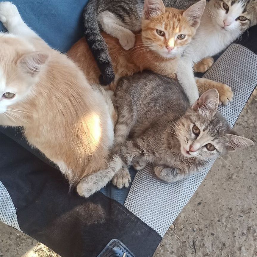 Котята