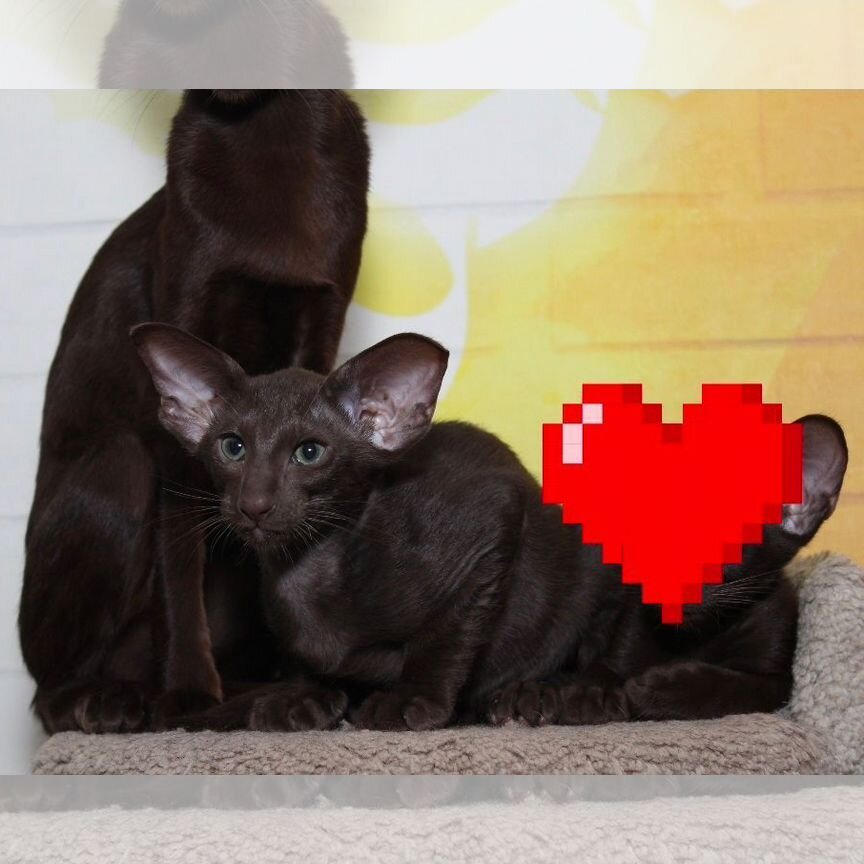 Ориентальный котёнок