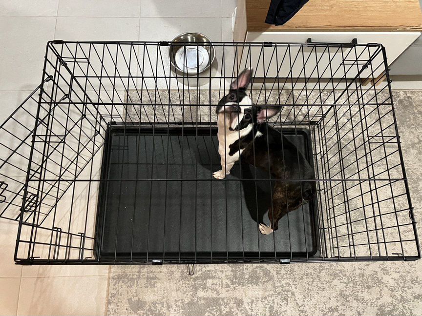 Собачья клетка