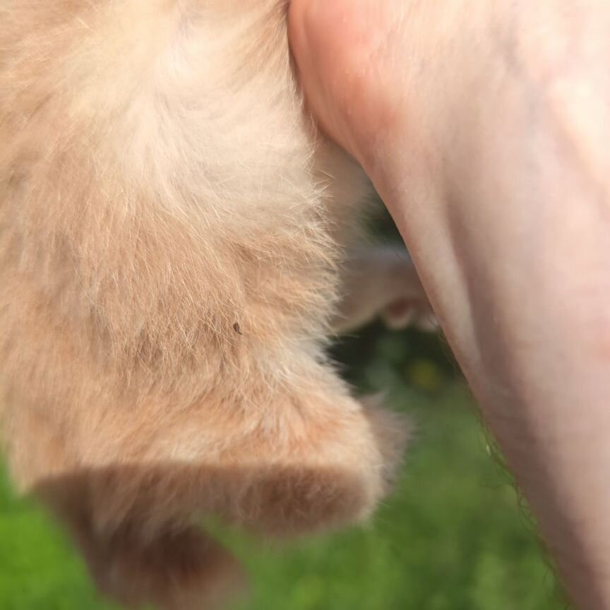 Котенок в хорошие руки