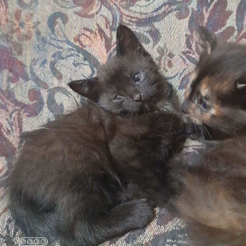 В добрые руки