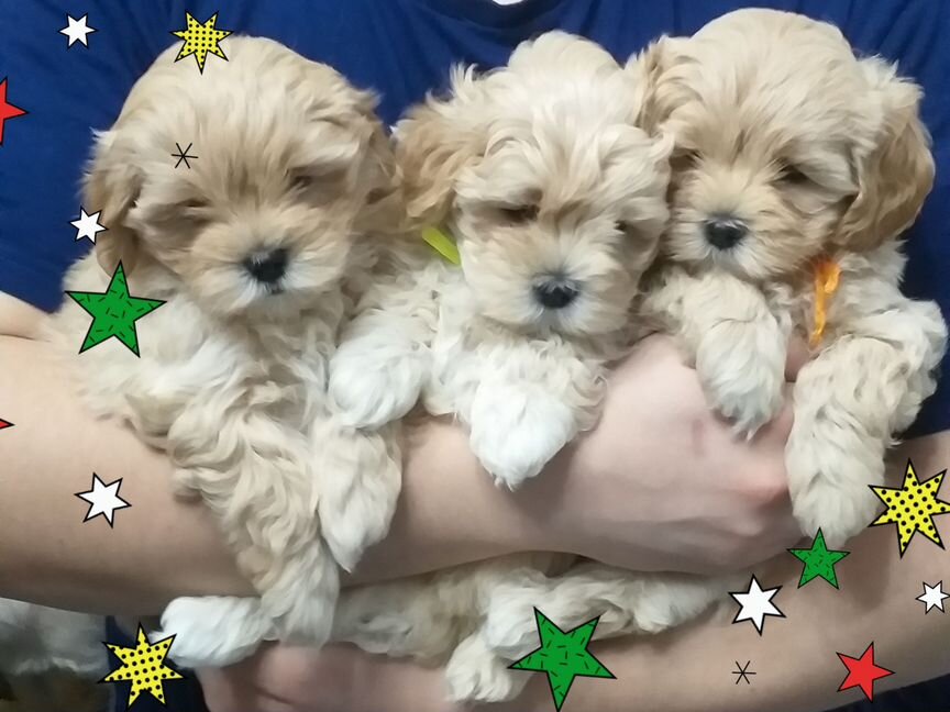 Мальтипу щенки F1