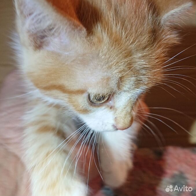 Котёночек в хорошие ладошки