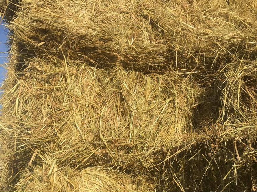 Сено Оптом с доставкой