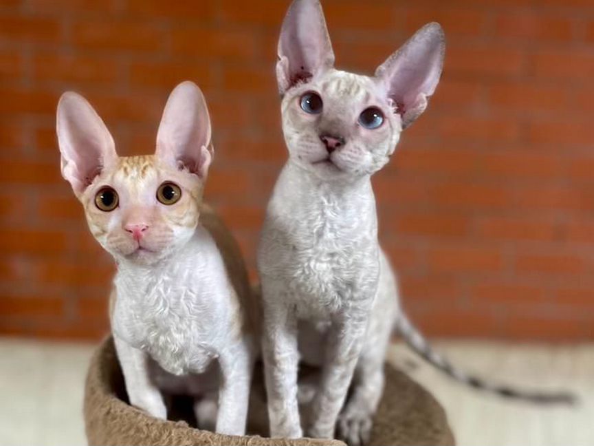 Котики корнишоны