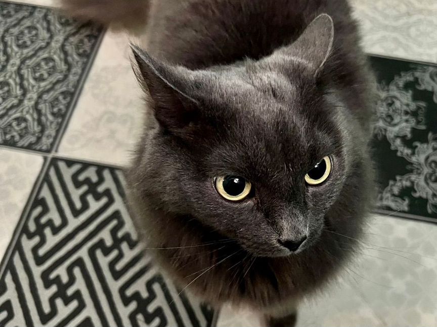 Русская голубая (кот) и отдам кошечку