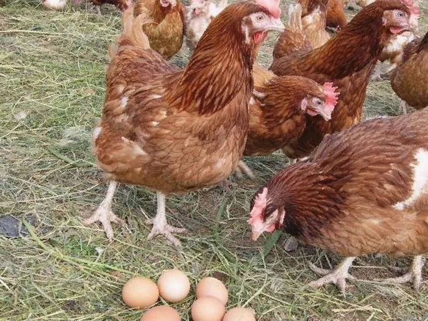 Куры несушки