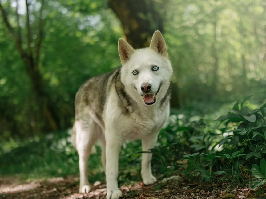 Лейла ищет дом