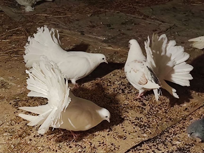 Голубь Павлин